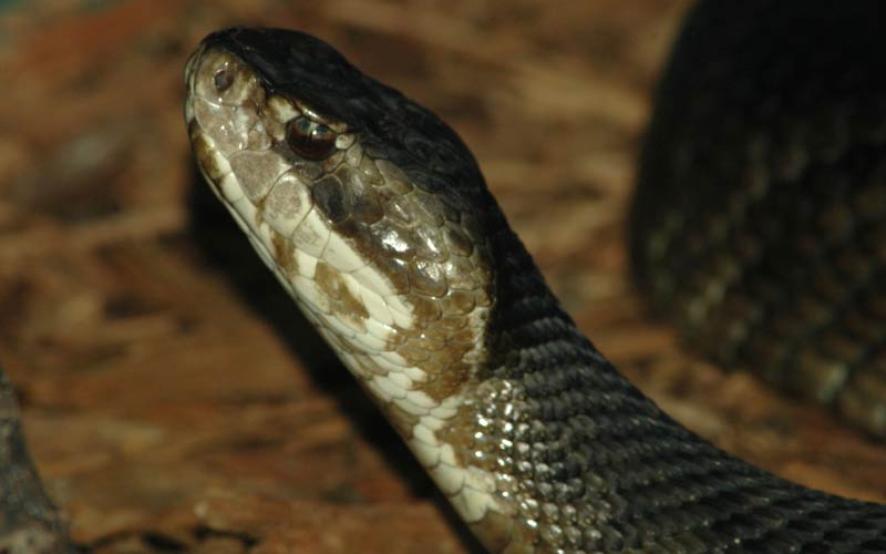 Snakes | Gatorland | Orlando Florida Family Adventure Theme Park